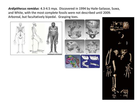 Linnaean Classification Ppt Download