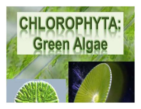 Solution Chlorophyta Green Algae Biology Botany Studypool