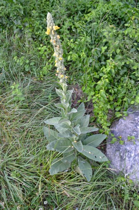 Common Mullein Watching For Wildflowerswatching For Wildflowers