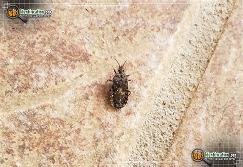 Flat Bug