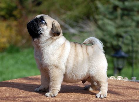 Cute Pugs Wallpaper