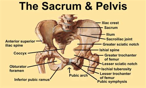 Pelvic Fractures Physiopedia Universal Access To Physiotherapy Knowledge