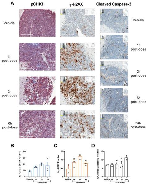 Cns Penetration And Pharmacodynamics Of The Chk1 Inhibitor Prexasertib