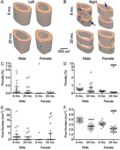Figure 2 From The Age Related Decrease In Material Properties Of Balbc Mouse Long Bones