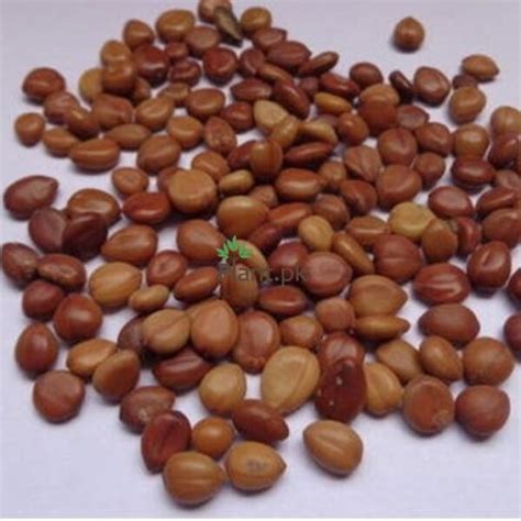 CASSIA SEEDS Plant Pk