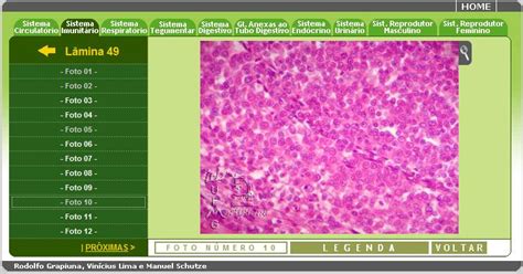 Sinapse ATLAS DE HISTOLOGIA ONLINE DA UFMG