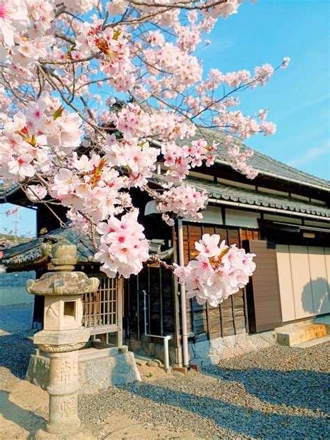 東いつき On Twitter まだまだ、力強く咲き誇る桜🌸 これが散ったら、美しい姿をおがめるのはまた来年 御朱印 キリトリセカイ
