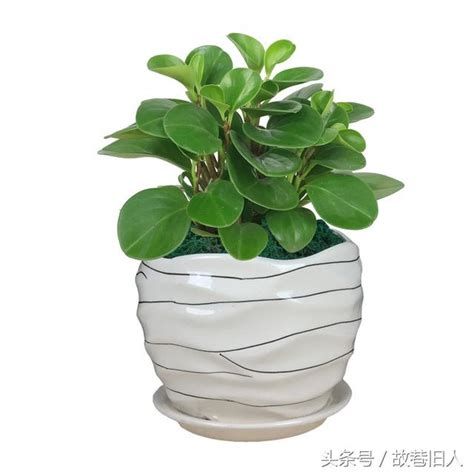 比香水還香的6種盆栽，淨化空氣又防蚊，又是甲醛的克星 每日頭條