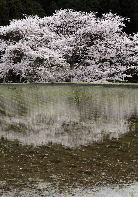 宇陀市 諸木野 桜 魅せられて大和路