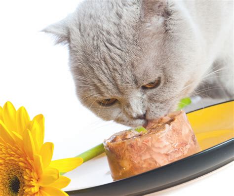 What To Feed Stray Cats In Your Backyard Artofit