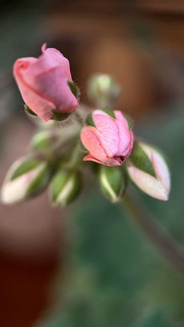 Bud Geranium Pelargonium Gratis Foto Op Pixabay Pixabay