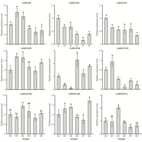 Relative Expression Of Blueberry Mads Box Genes In The Fruit