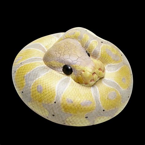 Ball Python Skin Tattoos