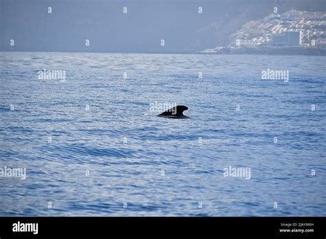 Short Finned Pilot Whales In Tenerife The Canary Islands April 2022