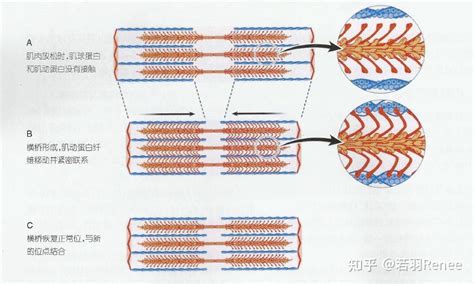 肌丝滑行学说 一 知乎