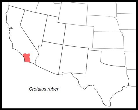 Crotalus Ruber Swchr
