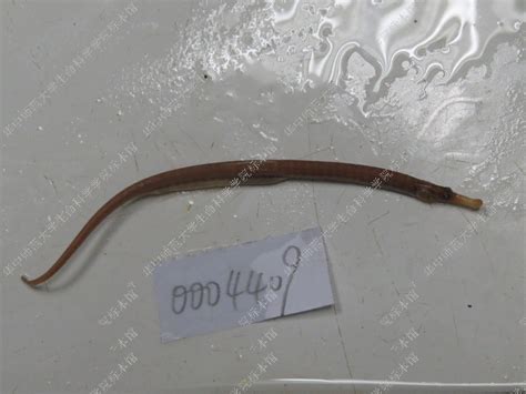 Solenognthus Hardwickii