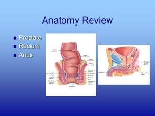 N544 Physical Assessment Of The Male Gu System Anus Rectum And