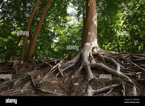 Tree Roots Visible Through Ground In Forest Stock Photo Alamy