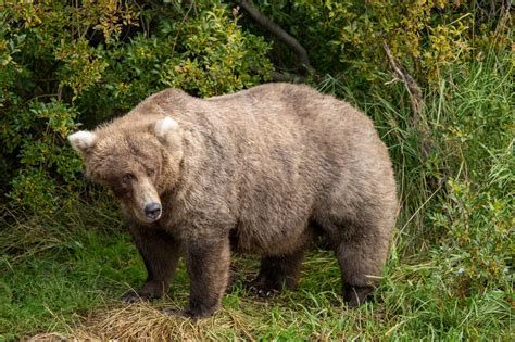Fat Bear Week 2022 A Guide To The Grizzly Competition NPR