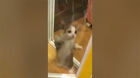 Hapi Cat Memes Cute Cat Hapicat Shorts Youtube