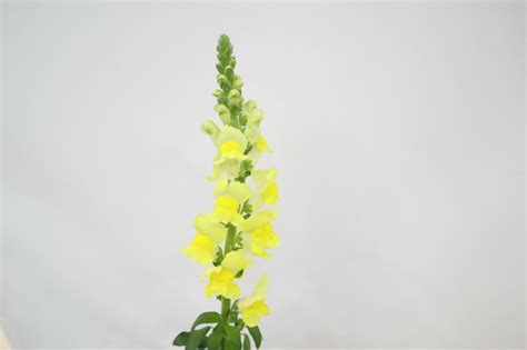 JA鶴岡のストックと金魚草 Flower Auction Japan
