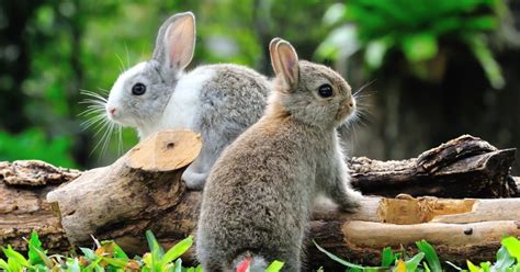 Bunny Vs Rabbit Key Differences Explained Everbreed