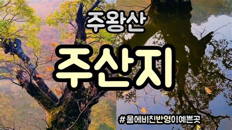 📍경북 청송 주왕산 주산지 단풍 주산지물속에서 자라는 300년된 왕버드나무2021년 11월 1일 촬영물에비친 반영이