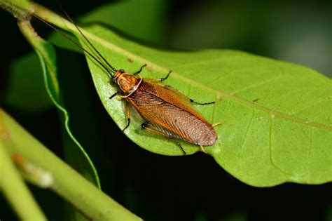 The Insect Diary Native Cockroaches Of Australia