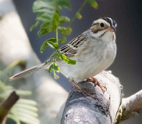 Clay Colored Sparrow Birdforum