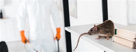 Pest Control Sydney Pest Control Company In Sydney