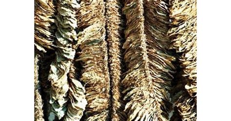 Има ли картел между търговците на тютюн