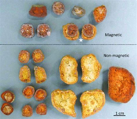 Assorted Opened Nodules From SCT At Various Soil Depths To Illustrate Download Scientific
