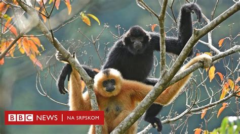 Priroda i ugrožene vrste Tračak nade za spas najređeg primata na svetu