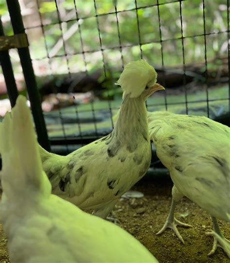 Splash White Crested Polish Mockingbird Homestead