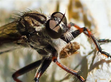 Robber Fly Photograph By Mitch Shindelbower Fine Art America