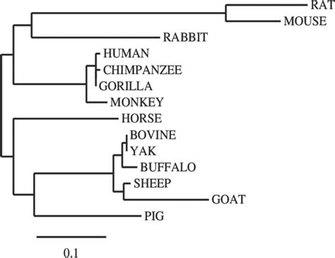 Phylogenetic Tree Of Evolutionary Relationships Among Taxa The