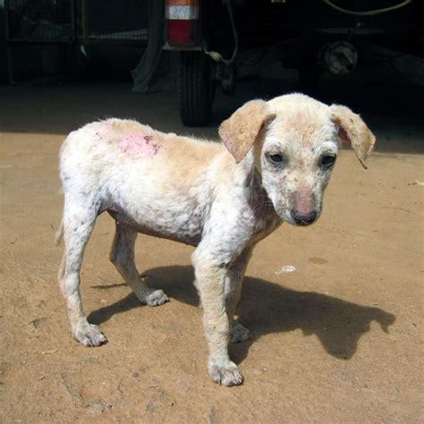 How To Get Rid Of Demodex Mange In Dogs