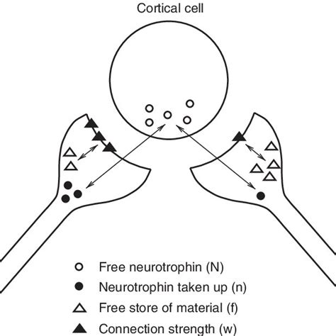 The Development Of Ocular Dominance Columns A The Adult Visual