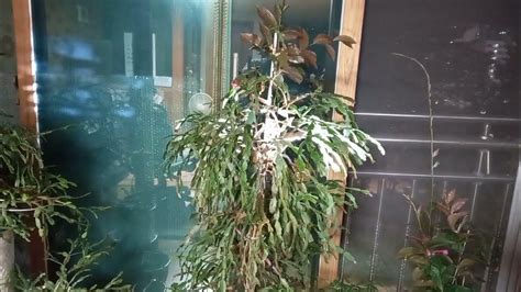 목기린선인장에 접목한 25년 나무가 된 게발선인장목기린번식접목방법 Youtube