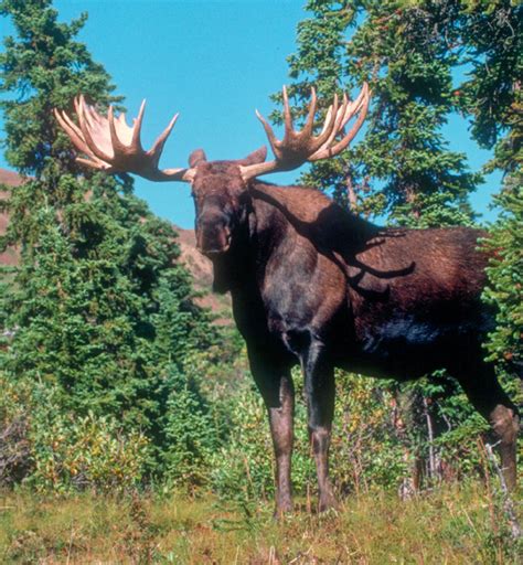 Moose Adaptation Taiga The Vacation
