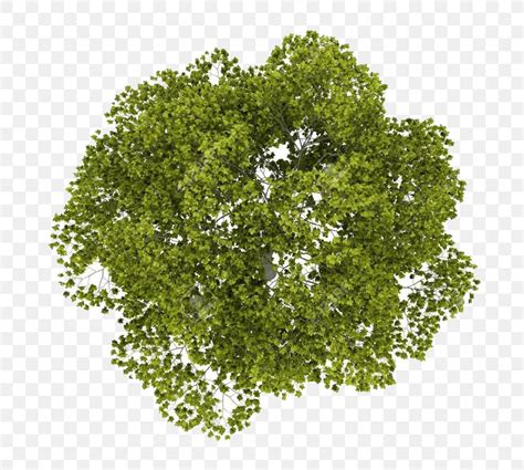 Tree Plan Watercolor Painting PNG 736x736px Tree Architectural Plan Grass Leaf Plan