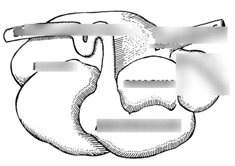 Sheep Unit Diagram Quizlet
