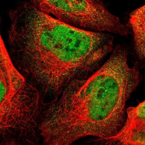 Rbm3 Polyclonal Antibody Invitrogen 100 μl Unconjugated Antibodies