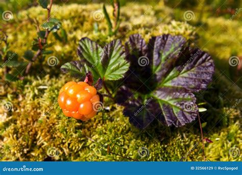 Rubus Chamaemorus Flowering Cloudberry Day In July On The Yamal Peninsula Royalty Free Stock