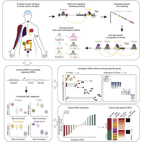 a cis regulatory lexicon of dna motif combinations mediating cell type