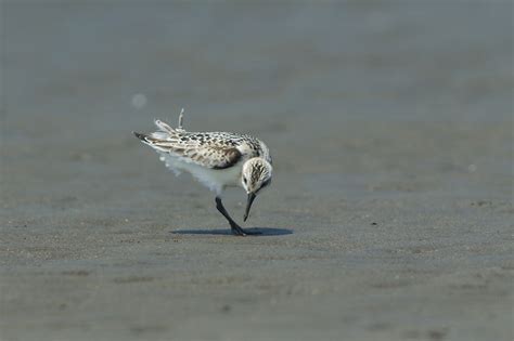 三趾濱鷸 C alba野鳥日記PChome Online 個人新聞台