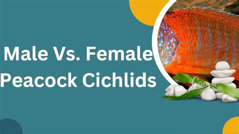 Peacock Cichlids