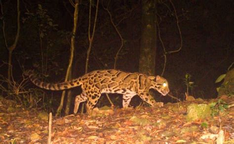 Clouded Leopard With Amazing Patterns Photo