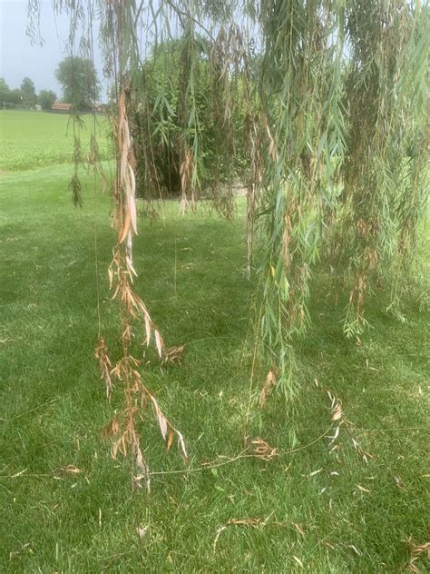 Weeping Willow Tree Bark Diseases